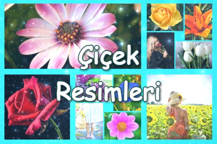 Çiçek Resimleri - 68 En Güzel Papatya, Lale, Zambak, Gül Resimleri ...